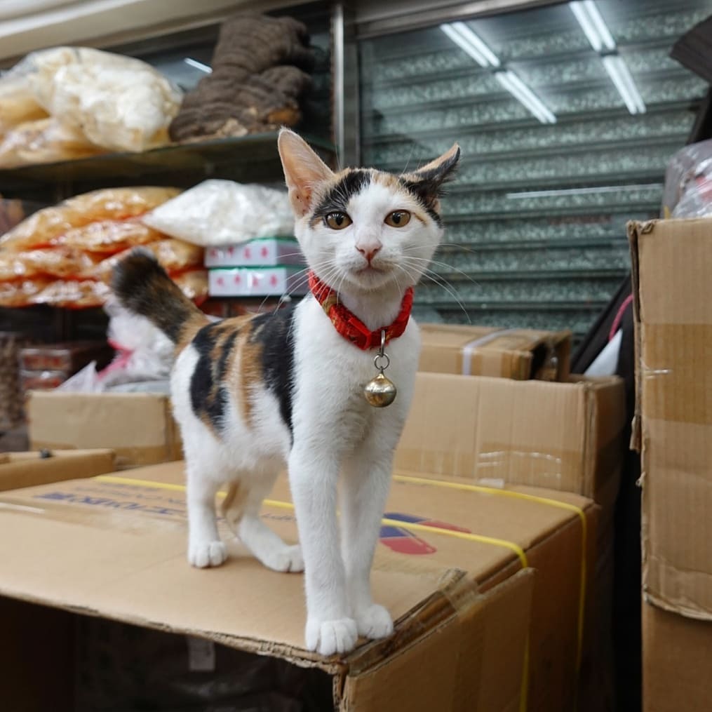 Meet the shop cats of Hong Kong’s Sheung Wan district | Huck