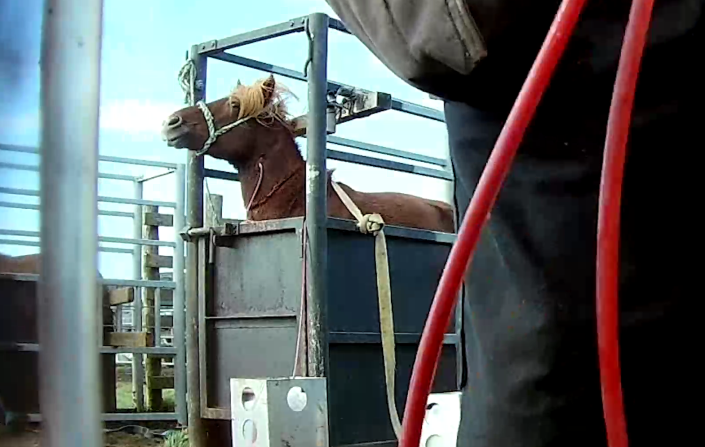 Inside Iceland’s horse blood farms | Huck
