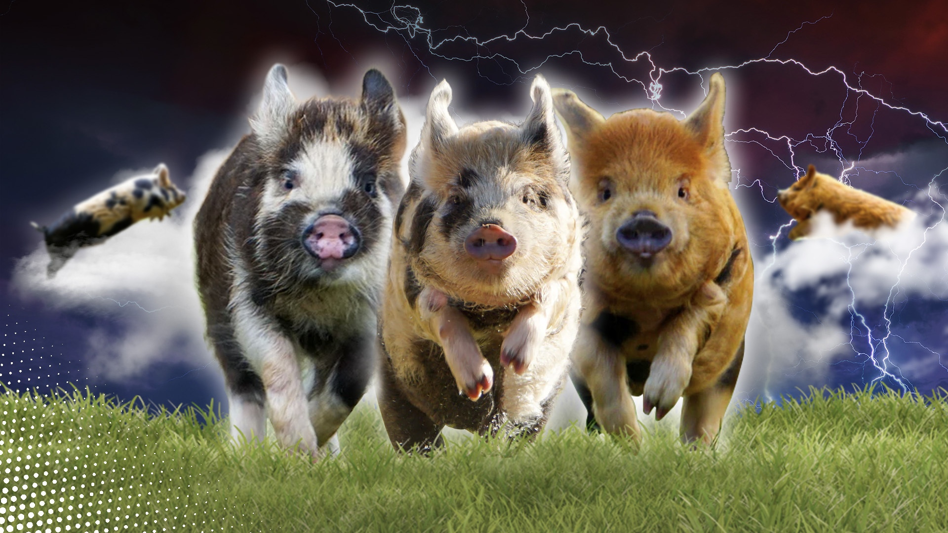 Inside the wild world of online pig racing | Huck