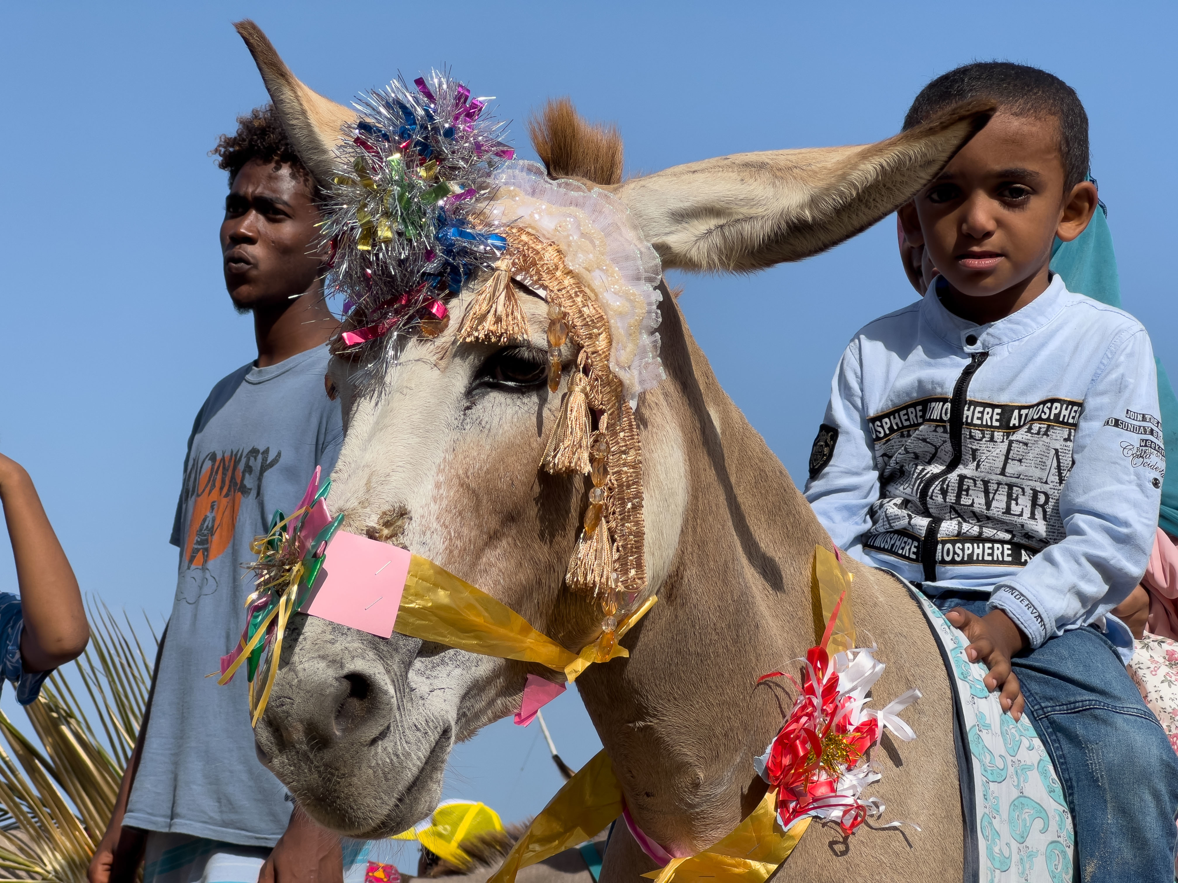 Gallery: The beautiful donkeys of Lamu | Huck