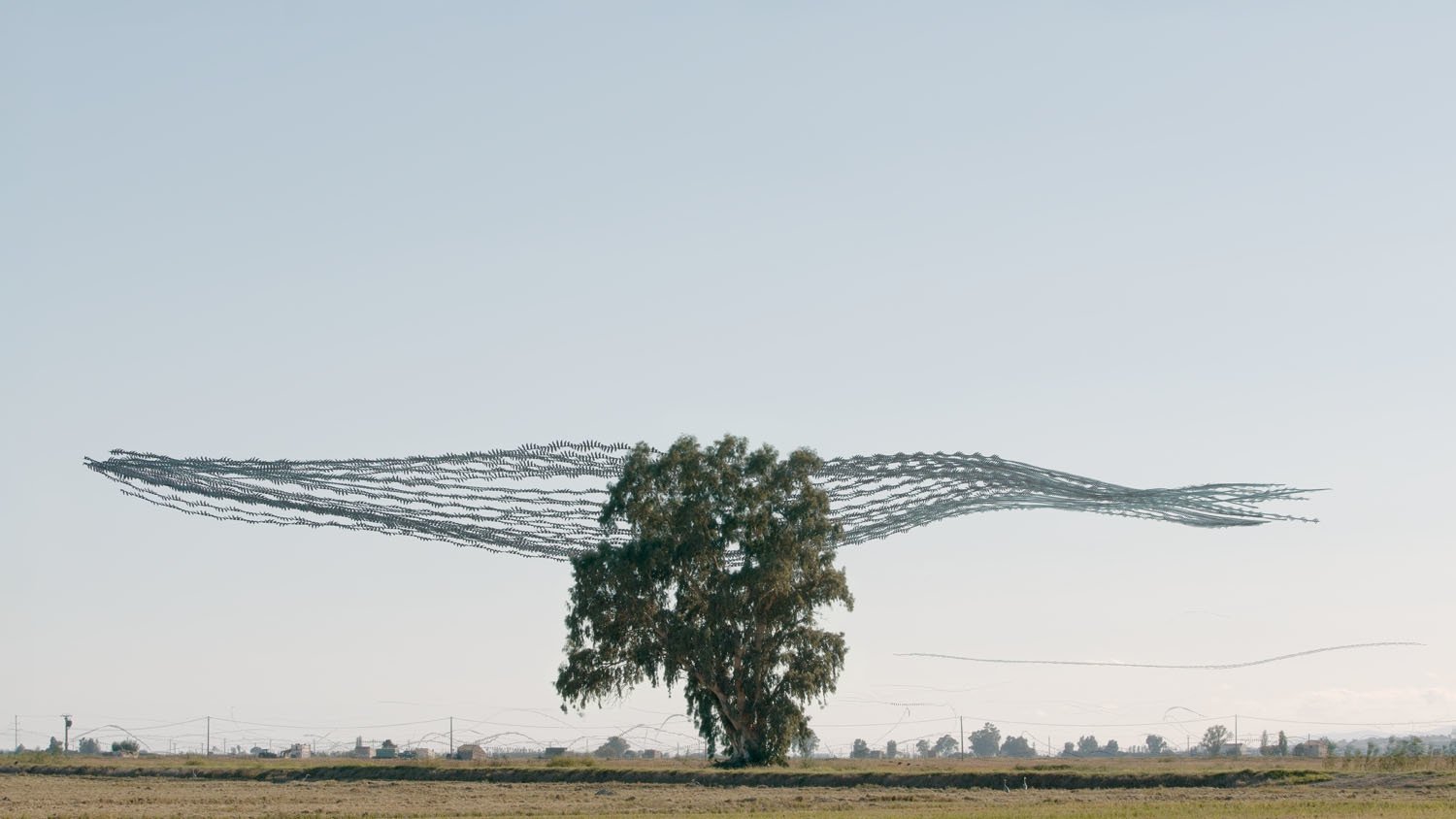 Capturing the organic beauty of birds in flight | Huck