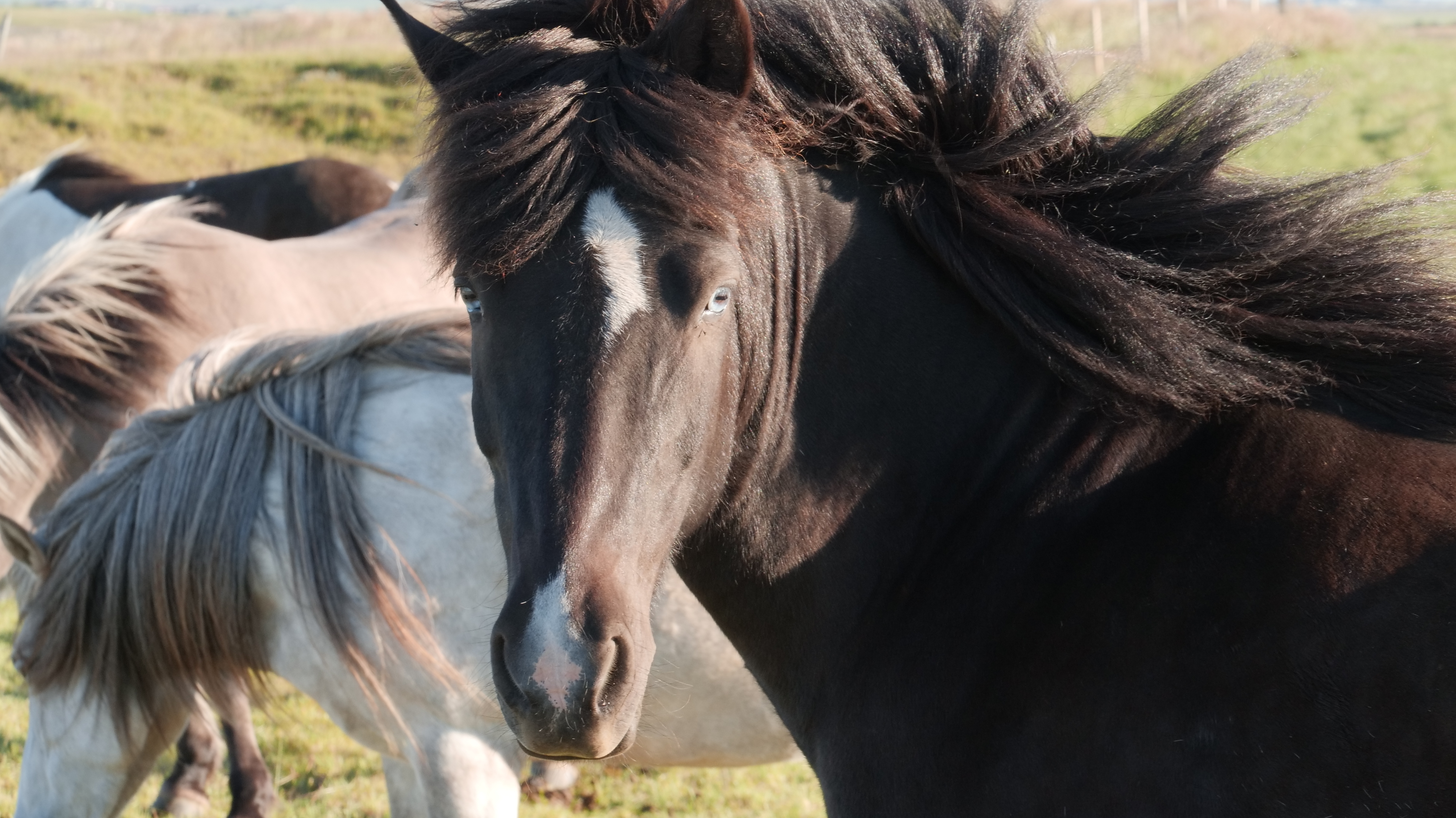 Inside Iceland’s horse blood farms | Huck