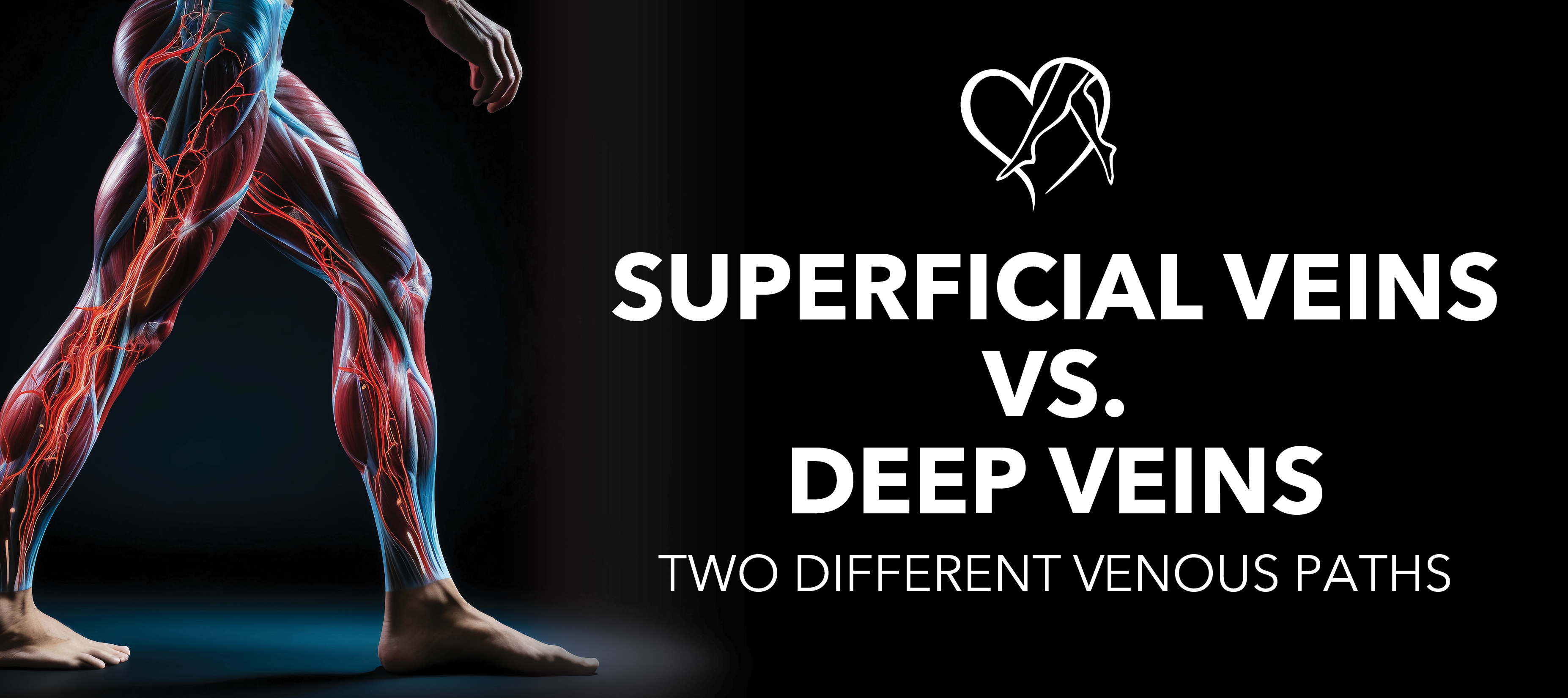 Superficial Veins vs. Deep Veins: Two Different Venous Paths