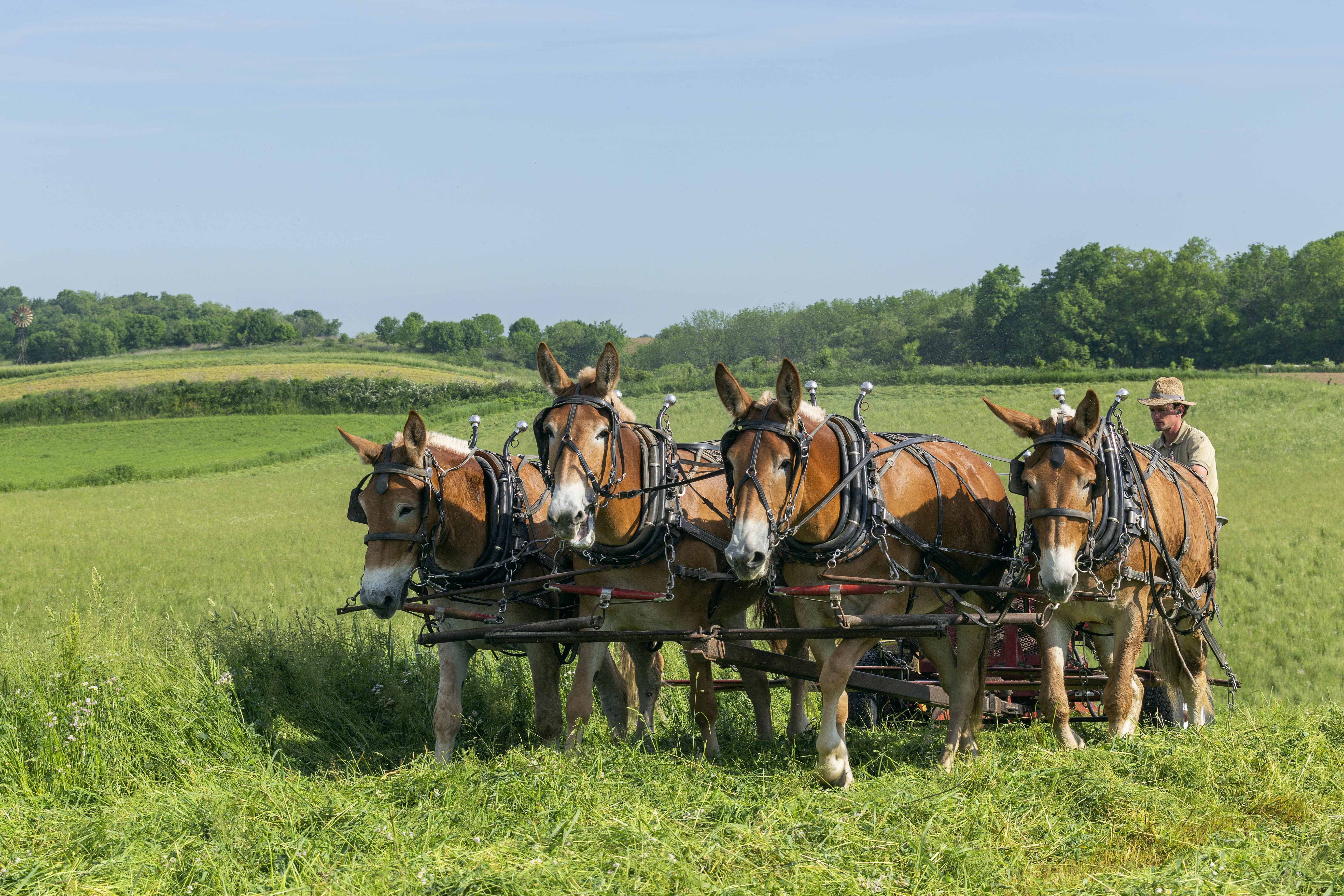 Amish community | Ohio's Amish Country